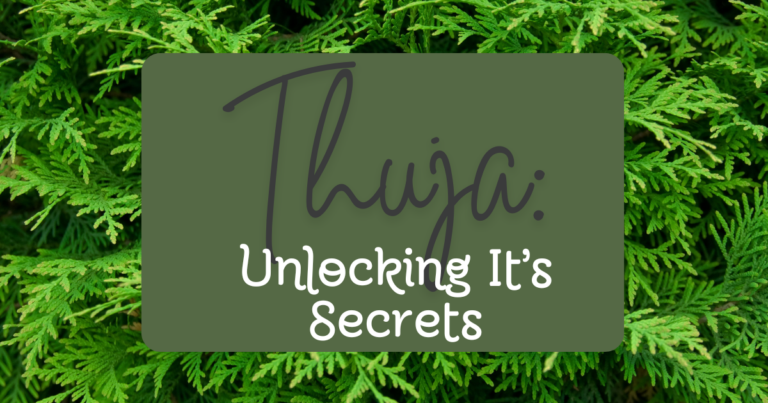 Thuja: Unlocking It's Secrets - Emily Frye Homeopathy