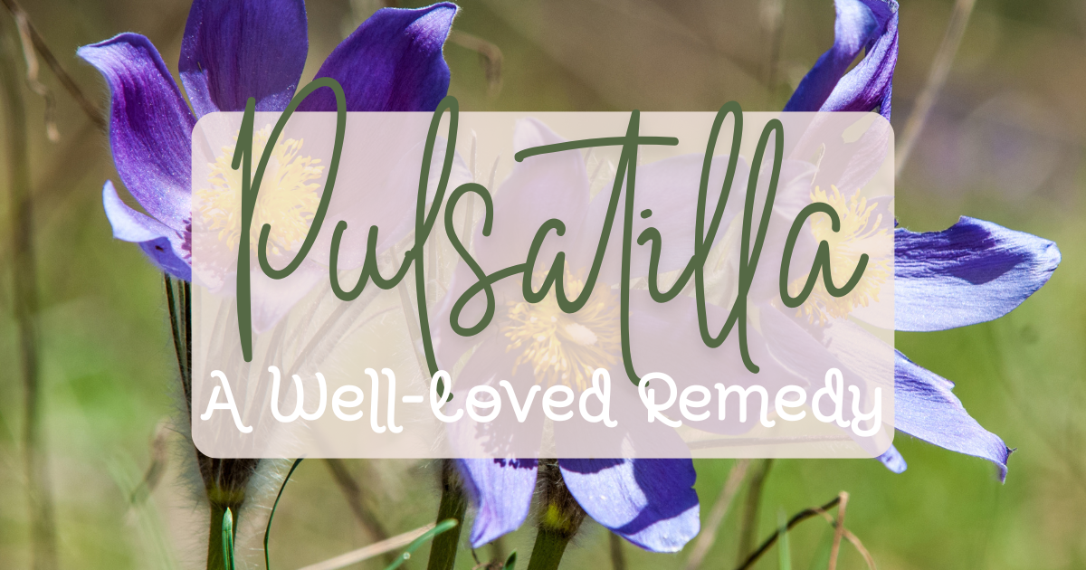 Pulsatilla: A Well-Loved Homeopathic Remedy - Emily Frye Homeopathy